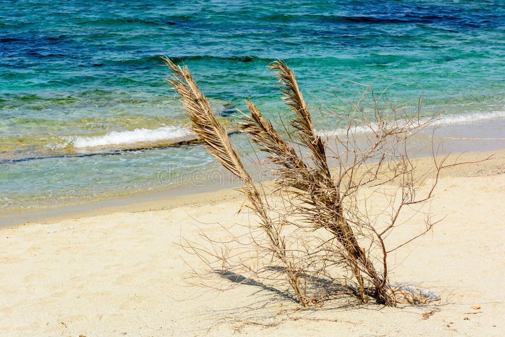 Branches of a Palm Tree on the Beach Stock Image - Image of branches ...