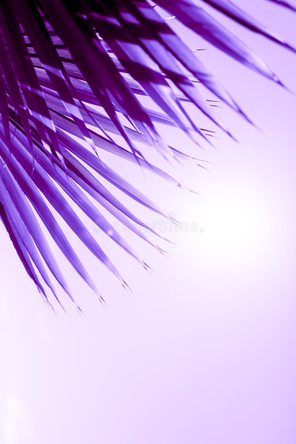 Branches of Palm Tree Toned in Proton Purple Color Stock Image - Image ...