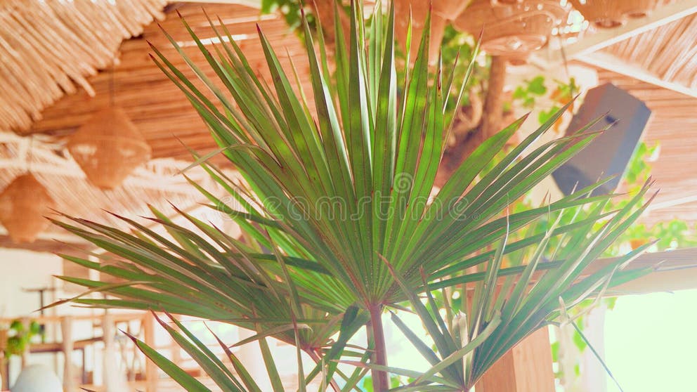 Branches of Palm Trees Serve As Decorative Elements in a Cafe Stock ...