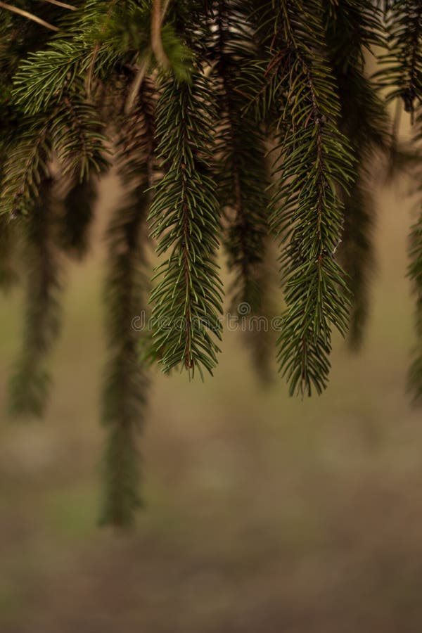 Branches of a Park Spruce Hanging Down Stock Photo - Image of branch ...