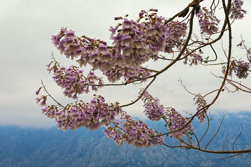 Branches of a Paulownia Tomentosa Tree in Bloom on a Cloudy Spring Day ...