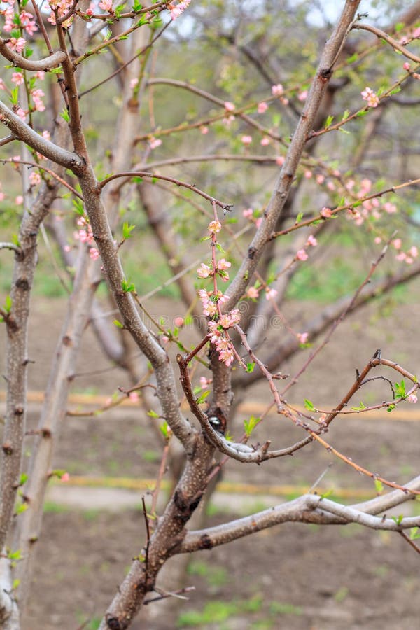 Branches of Peach Tree in the Period of Spring Flowering Stock Image ...