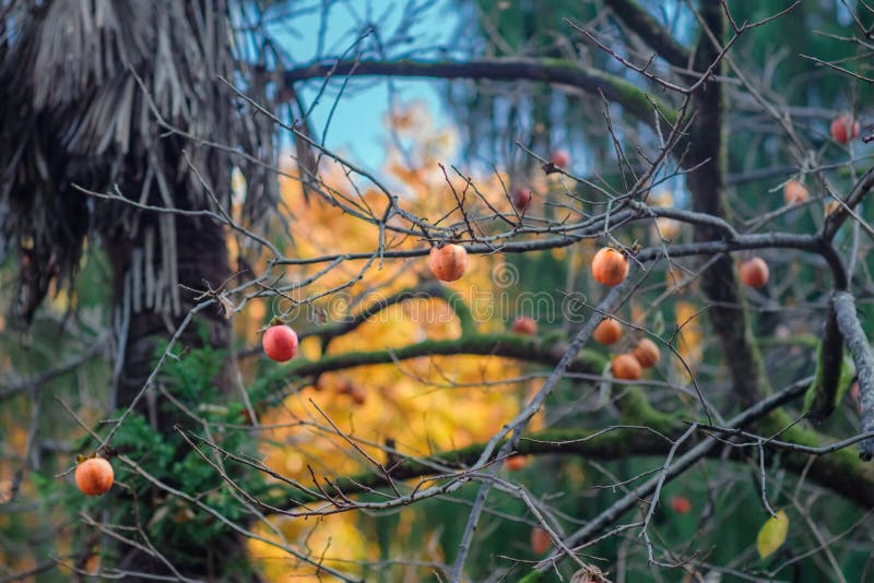 Branches of a Persimmon Tree with Ripe Persimmon Fruit in Autumn Garden ...