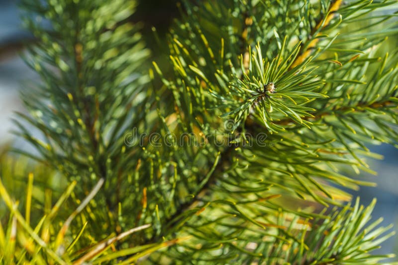 Brightly Green Prickly Branches of Pine Stock Photo - Image of fresh ...