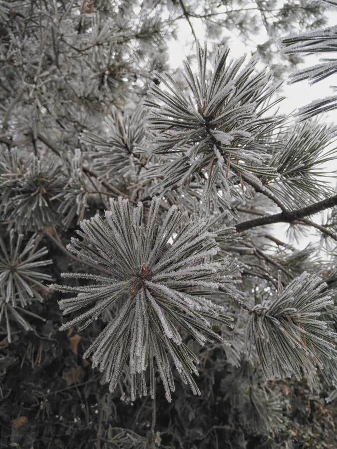 Frozen Evergreen Tree stock photo. Image of december - 113411312