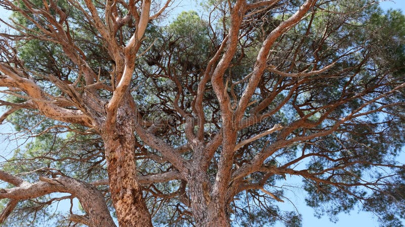 Branches from pine tree stock photo. Image of wood, growth - 271994888