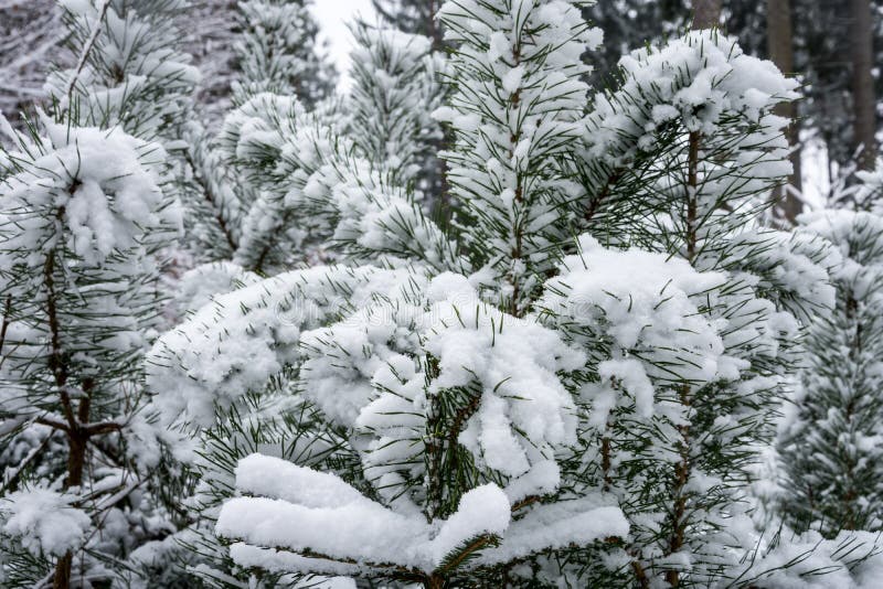 Branches of a Pine Tree Covered with Snow - Close Up Christmas Tree ...