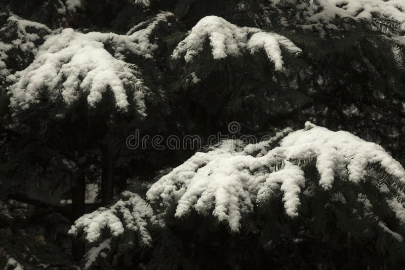 Branches of the Pine Tree Like Alien Fingers Stock Image - Image of ...