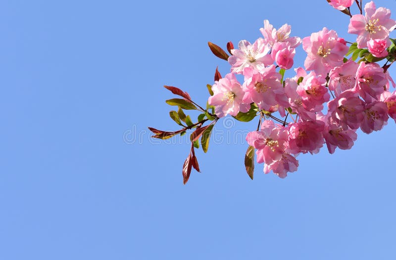 Branches of Pink Flowers with Blue Sky in Spring. Stock Image - Image ...