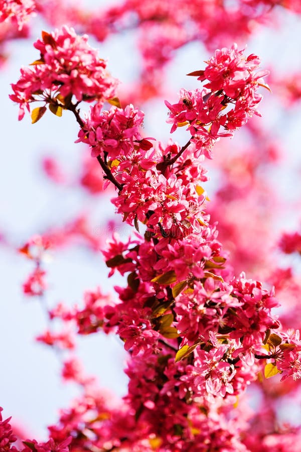Branches with pink flowers stock photo. Image of tree - 85032848