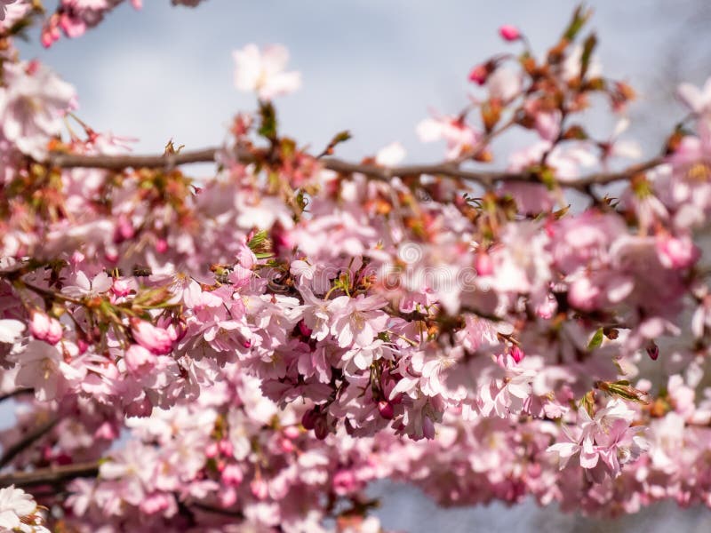 Branches of Pink Japan Sakura Tree Wih Flowers in Early Spring Stock ...