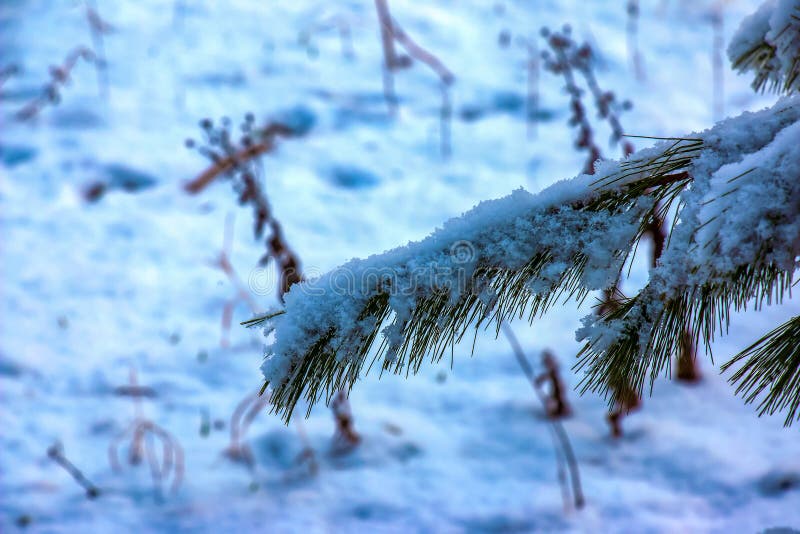 Eastern Red Cedar stock photo. Image of county, density - 104081552