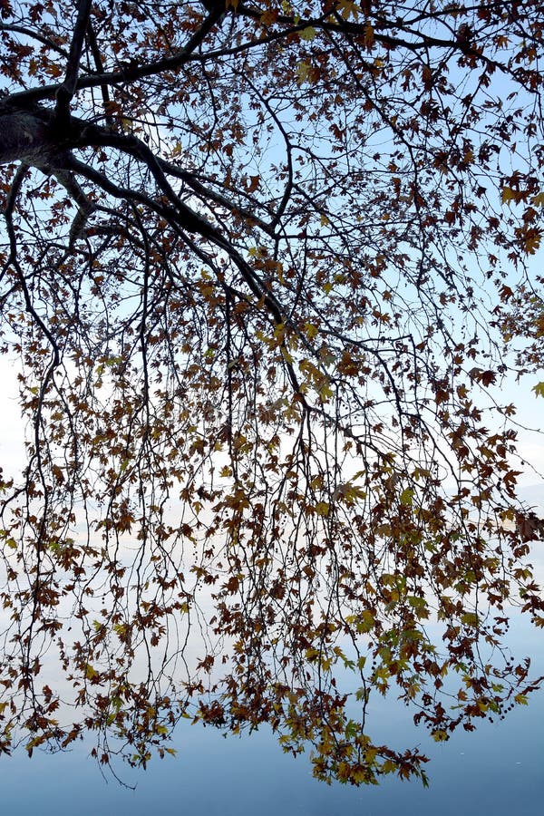 Branches of plane tree stock photo. Image of kastoria - 35454034