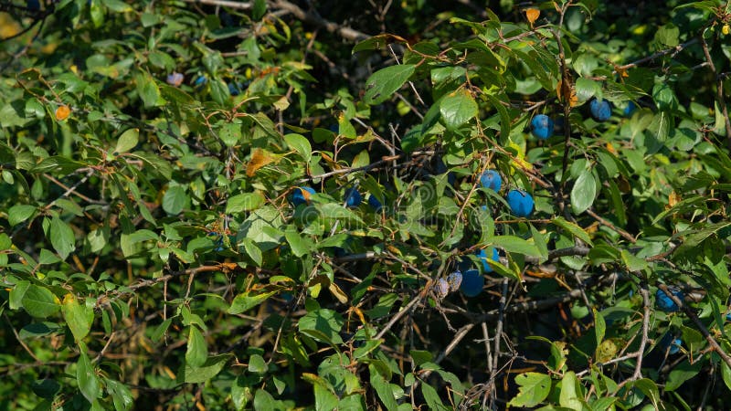 Branches of Plum, Blue Berry in the Summer Garden. Stock Photo - Image ...