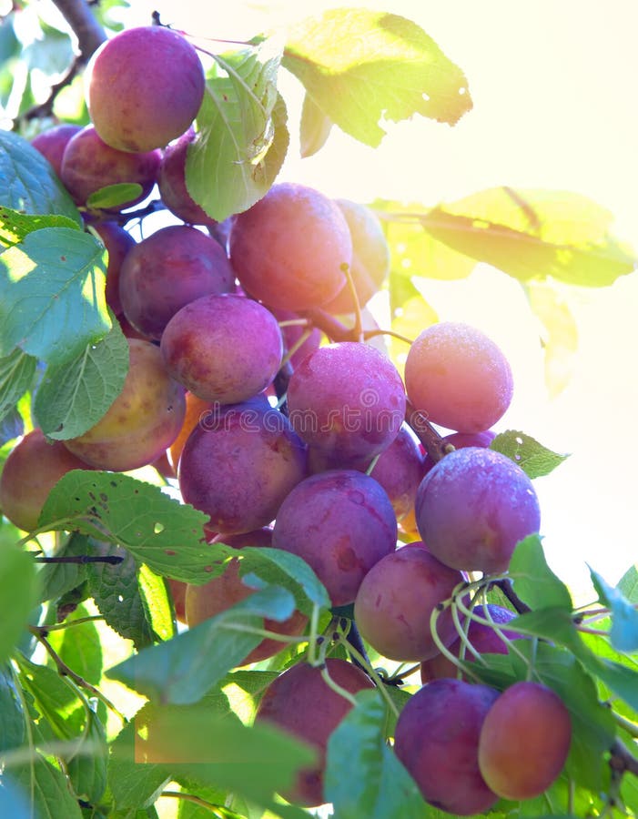 Branches of a Plum Tree with Ripe Fruits Stock Photo - Image of plum ...