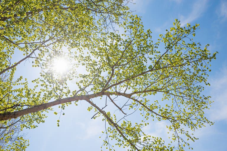 Branches of a Poplar Tree in Spring, with Sunshine Stock Image - Image ...