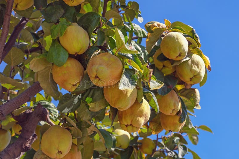 Branches of Quince Tree with Leaves and Fruit Stock Image - Image of ...