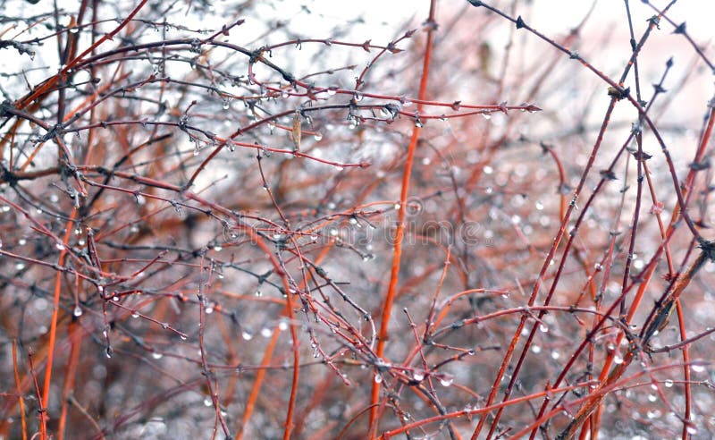 Branches after rain. stock image. Image of branch, beautiful - 106772361