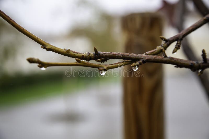 Branches with raindrops stock image. Image of branchquot - 202014291
