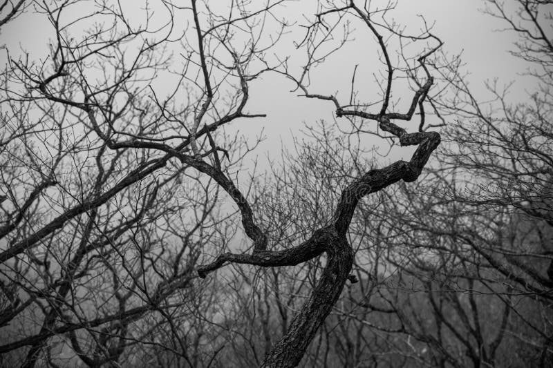Branches reaching death stock photo. Image of death, trees - 45256502