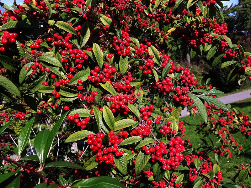 Branches with Red Berries of Cotoneaster Frigidus. Stock Image - Image ...