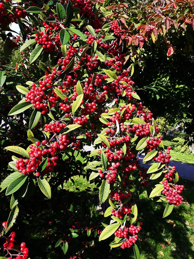 Branches with Red Berries of Cotoneaster Frigidus. Stock Photo - Image ...