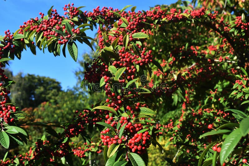 Branches with Red Berries of Cotoneaster Frigidus. Stock Image - Image ...