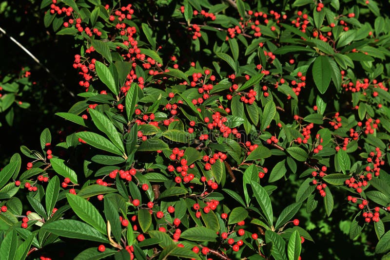 Branches with Red Berries of Cotoneaster Frigidus. Stock Photo - Image ...