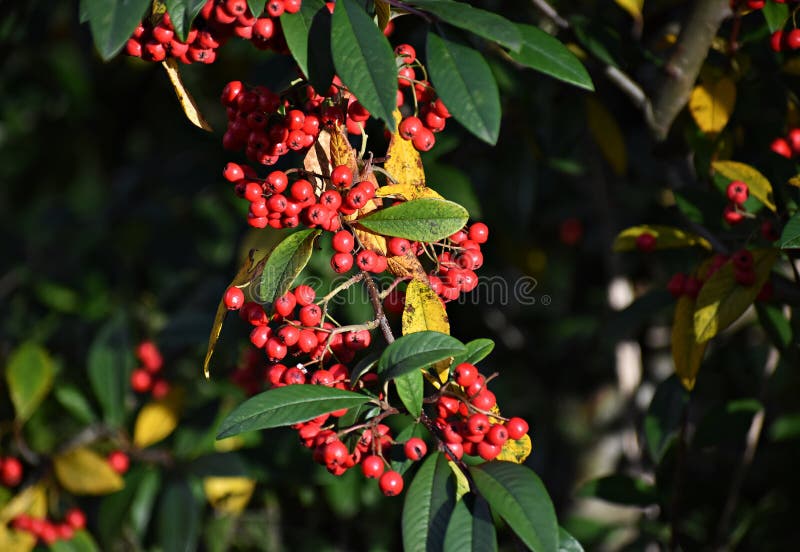 Branches with Red Berries of Cotoneaster Frigidus. Stock Image - Image ...