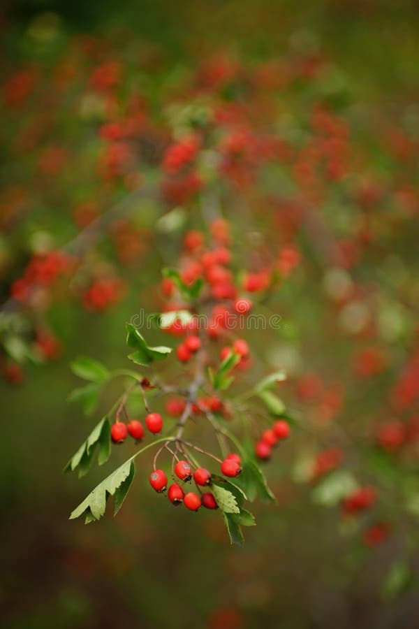 Branches with Red Berries Hawthorn Close Up Stock Image - Image of ...