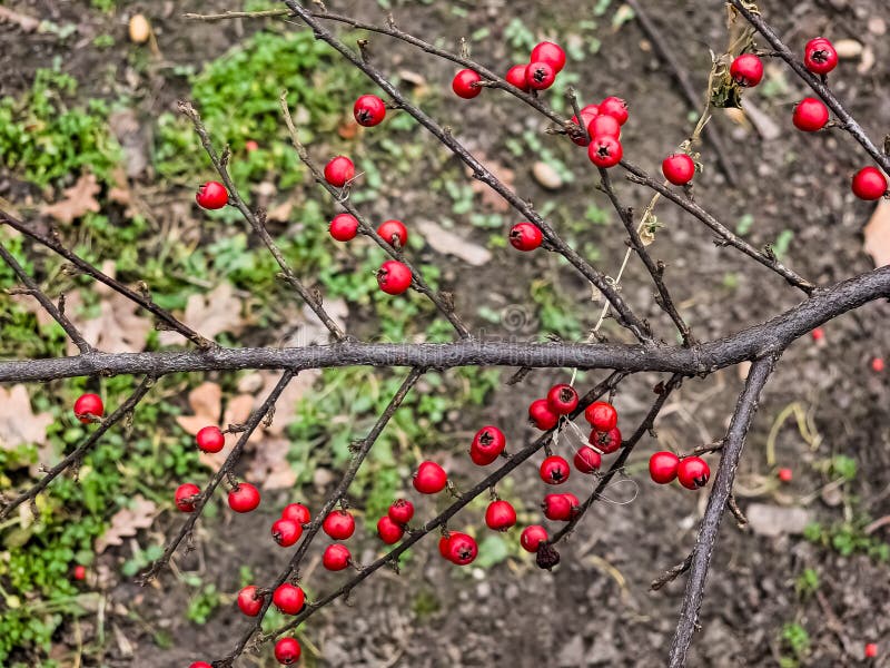 Branches Red Berries Latin Name Cotoneaster Horizontalis Winter Stock ...
