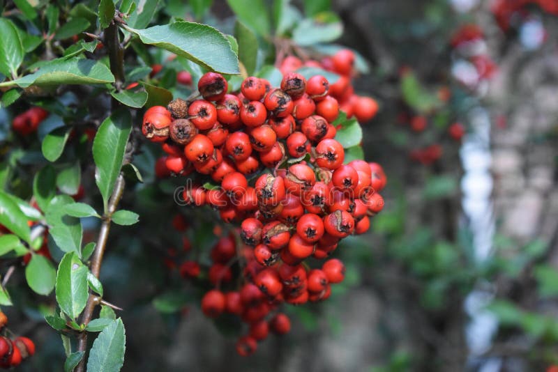 Branches with Red Berries of Pyracantha Red Column Stock Photo - Image ...