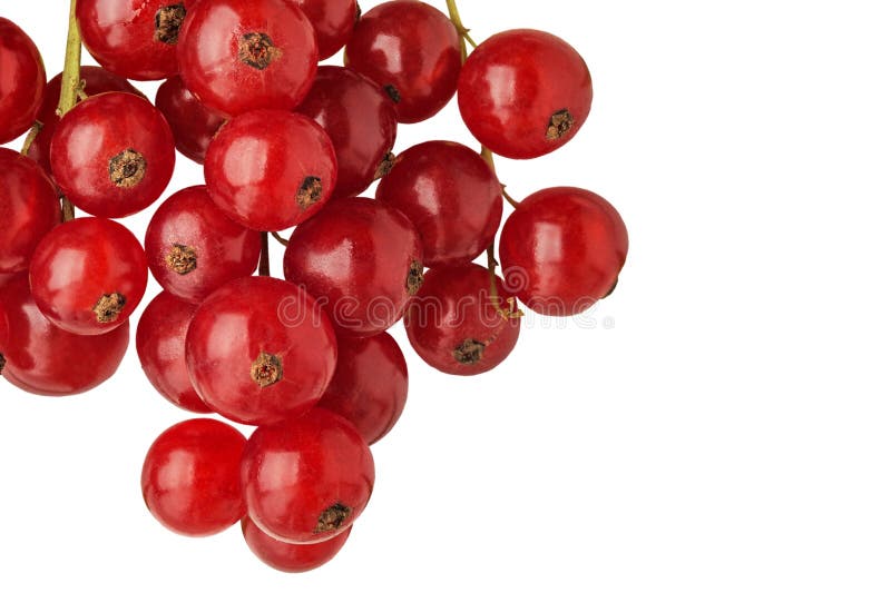 Branches of Red Currant on a White Background Stock Photo - Image of ...