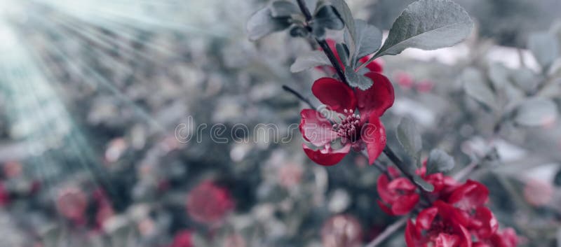 Branches with Red Flowers, Fruit Iva. Blossoming Fruit on Plantations ...
