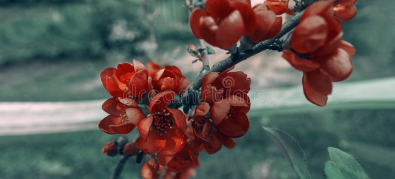 Branches with Red Flowers, Fruit Iva. Blossoming Fruit on Plantations ...