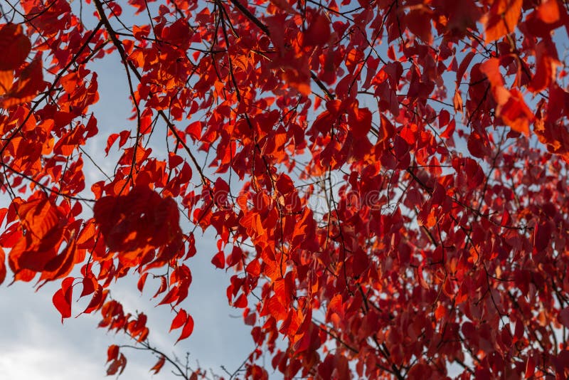 Branches with red leaves stock image. Image of nature - 131962873