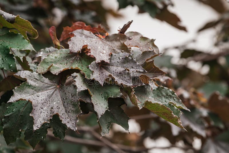 The Leaves and Twigs of the Red Maple. Stock Image - Image of beautiful ...