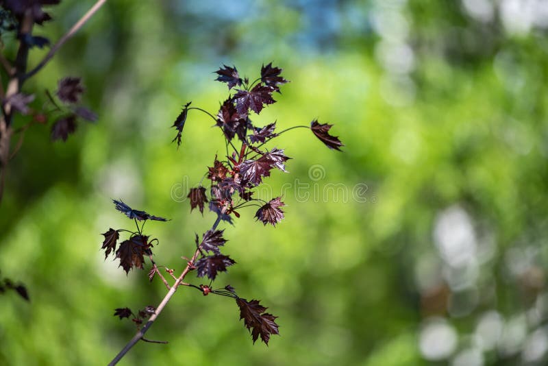 Branches of Red Maple with Young Leaves. Stock Photo - Image of fresh ...