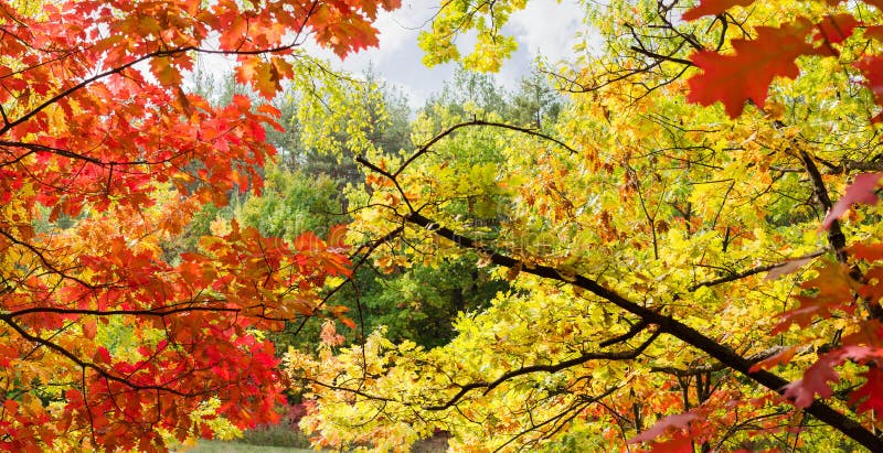 Branches of Red Oak and Common Oak with Autumn Leaves Stock Image ...