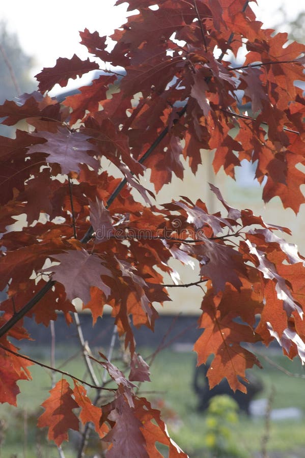 Branches of red oak . stock image. Image of park, weather - 61715053