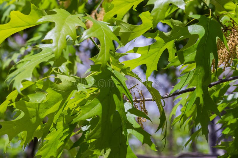 Branches of Red Oak with Young Leaves and Withered Catkins Stock Photo ...