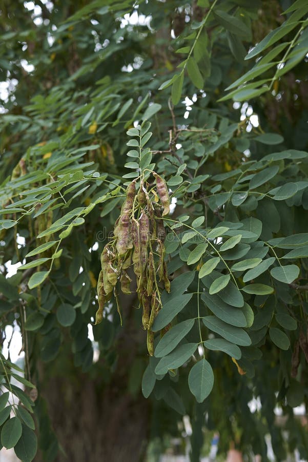 Leaves and Fruit of Robinia Pseudoacacia Tree Stock Photo - Image of ...