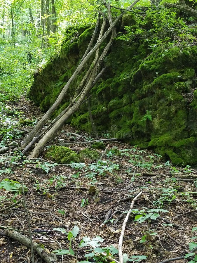 Branches on the Rock stock image. Image of rock, woods - 106468885