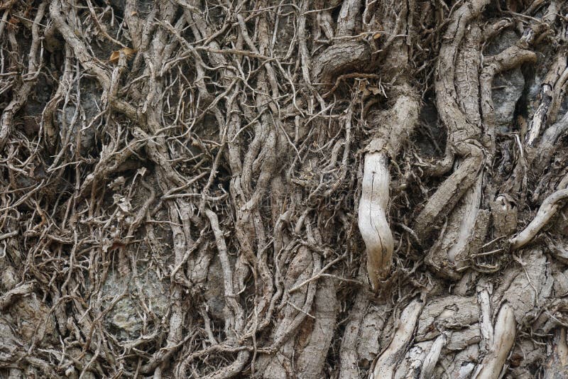 Branches or roots. stock photo. Image of bush, plants - 59038314