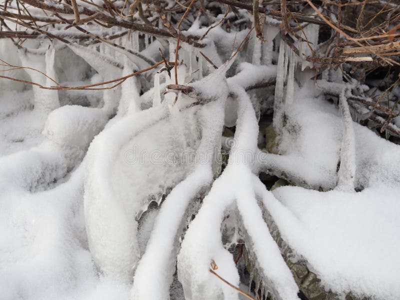 Branches and Roots of the Plant are Covered with Ice and Snow Stock ...
