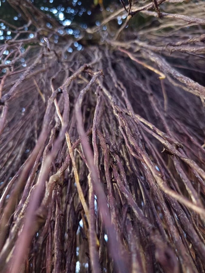 Branches and Roots of Trees in the Forest Stock Image - Image of ...