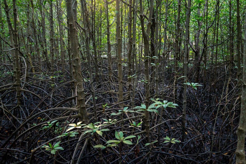 Branches and Roots of Trees in the Mangrove Forest Stock Photo - Image ...