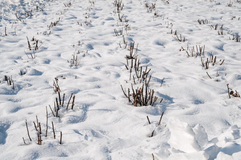 Branches of Rose Bushes Under the Snow in Winter Stock Image - Image of ...