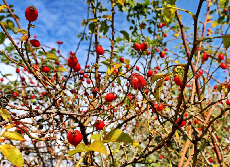 Branches of rose hip stock photo. Image of branch, medicine - 88331872