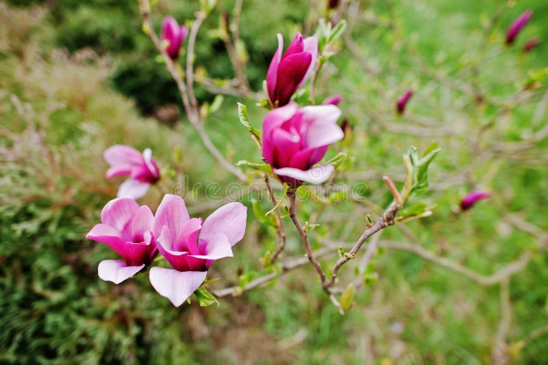 Branches of Rose Magnolia Blossoms Stock Image - Image of freshness ...